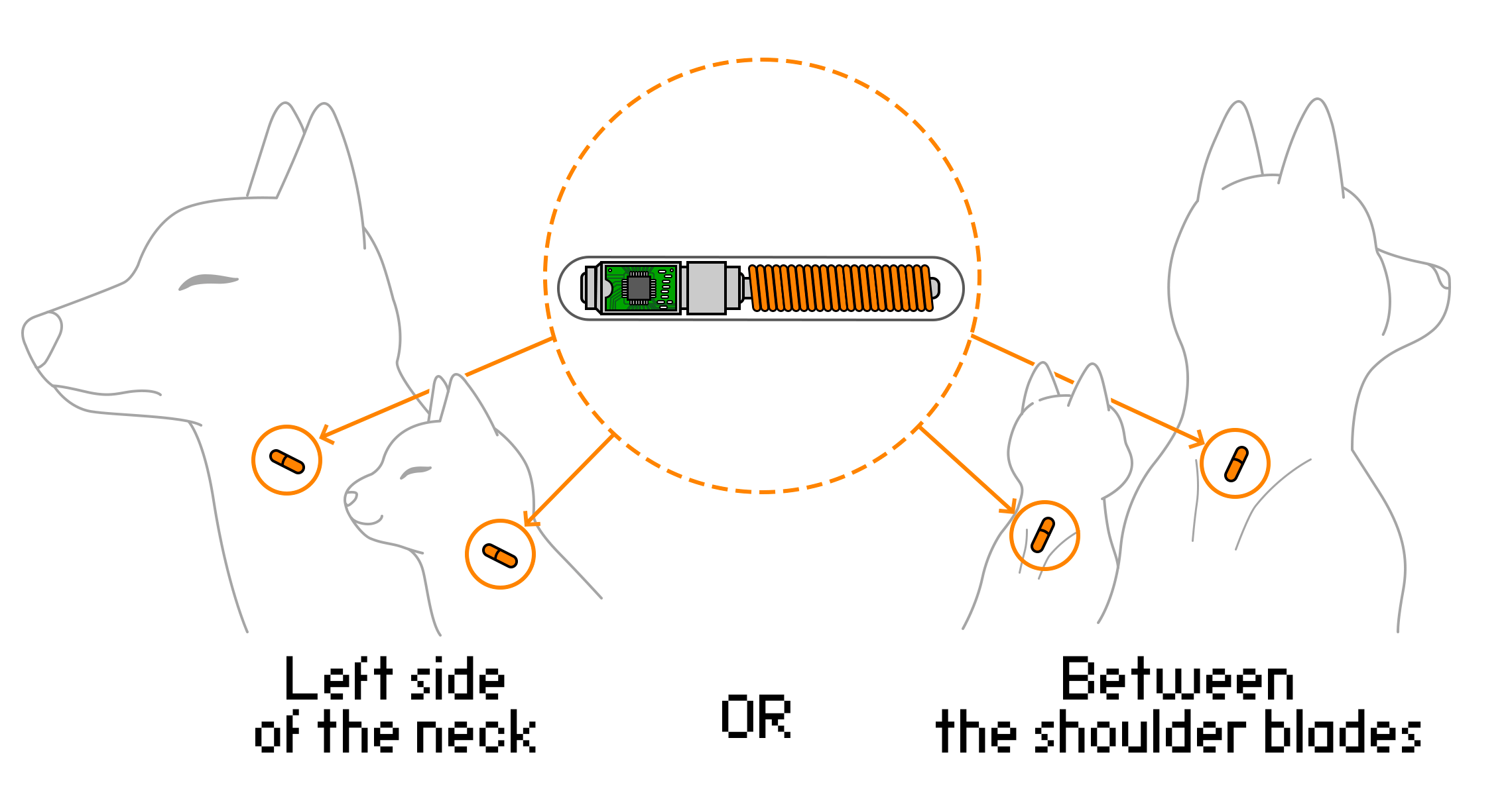 The Importance of a Pet Microchips Database: Keeping Our Furry Friends ...